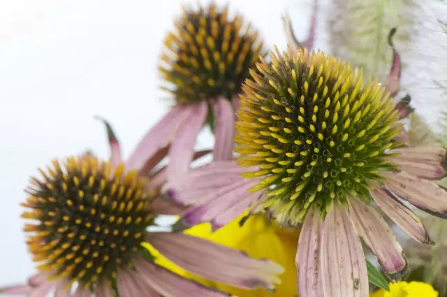 Vikapu vya Echinacea vya Purple.