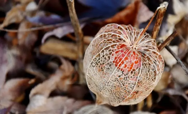 Frukter physalis