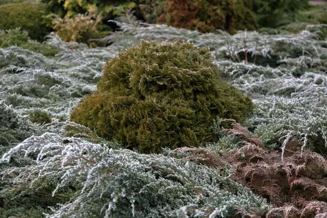 Thuja und Wacholder.