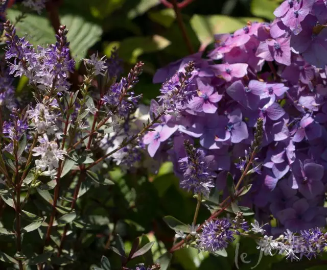 Hydrangea eitthvað