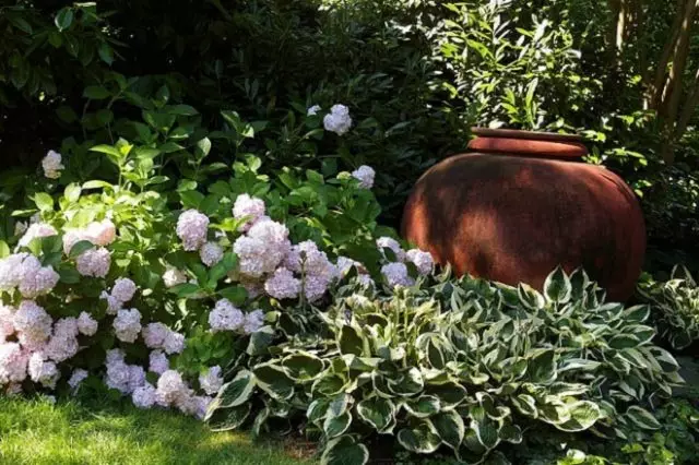 Hydrangea i domaćini