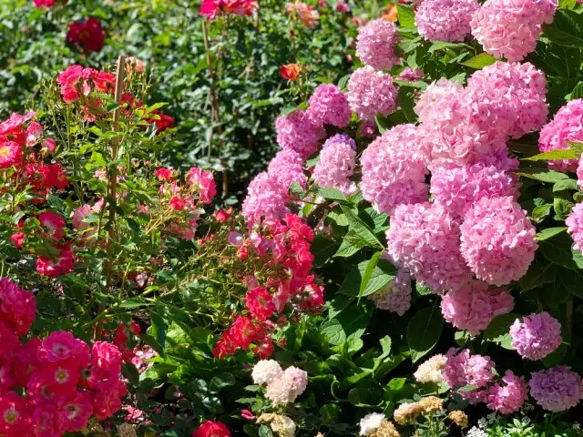 Hortensia en rose