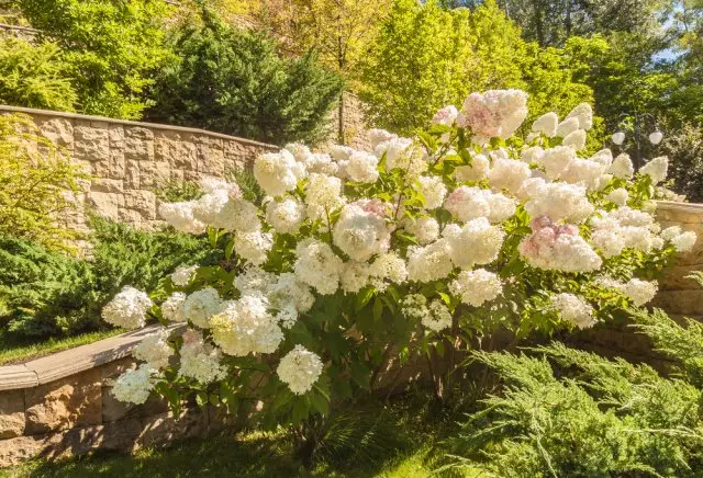 Hortensia en Juniper