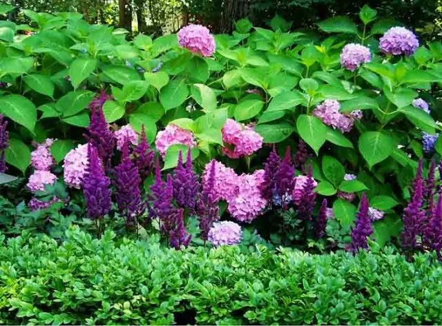 Hydrangea மற்றும் Astilba.