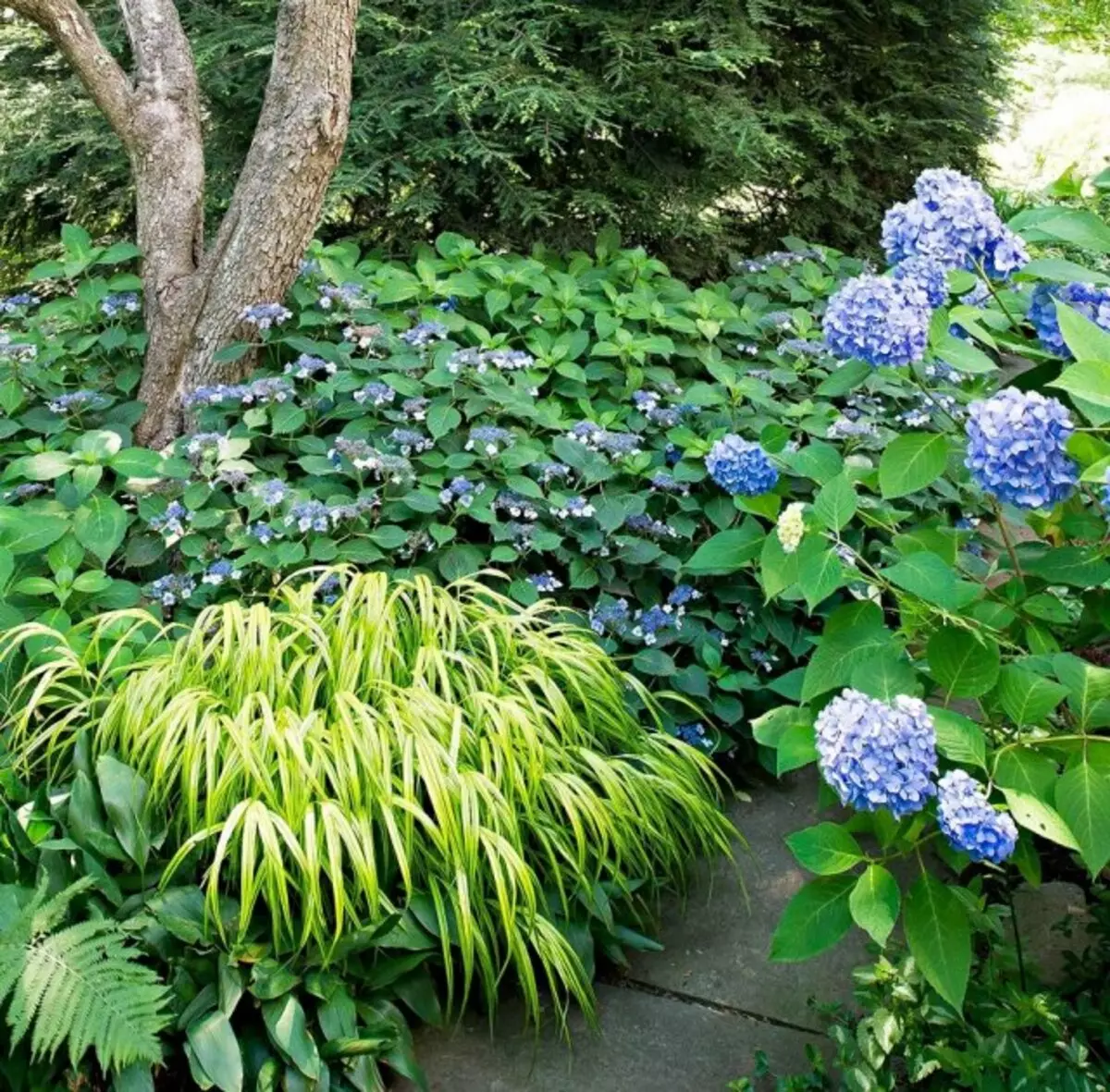 Hydrangea i japanska šumska trava