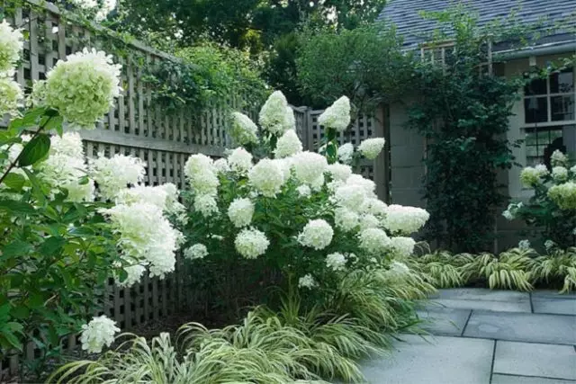 Honechlow மற்றும் Hydrangea.