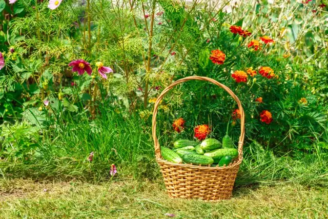 Vintage Cucumbers