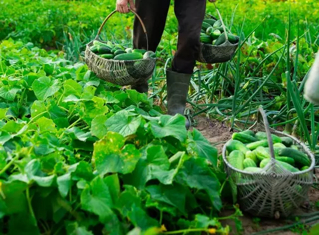 Hạ cánh hỗn hợp trên vườn