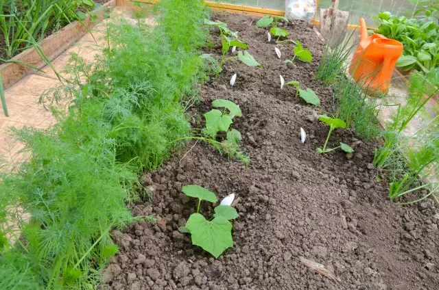 Sekalaiset Fit Cucumbers ja Vihreät