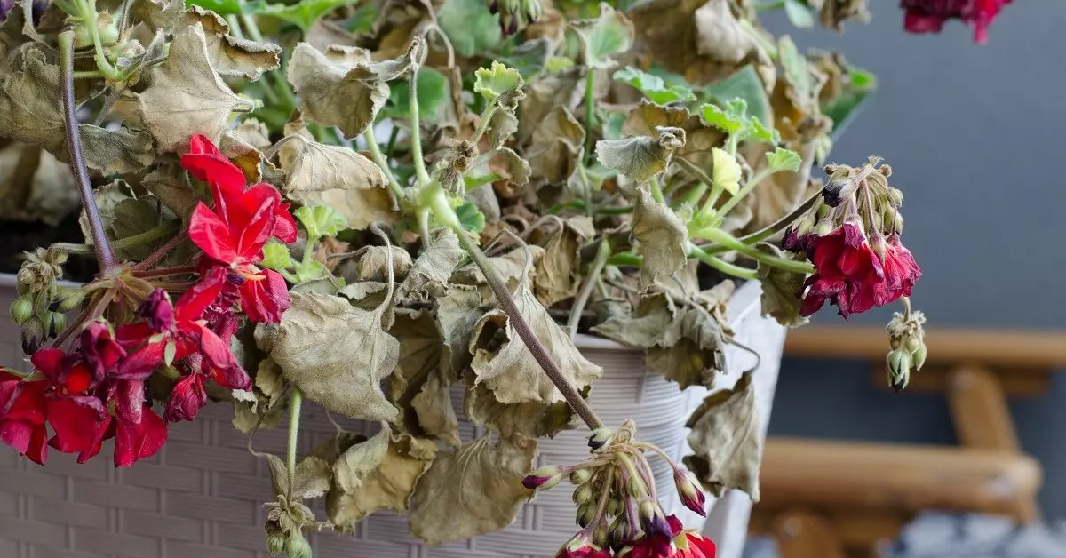 Pelargonium: ziekten, ongedierte, problemen in de zorg