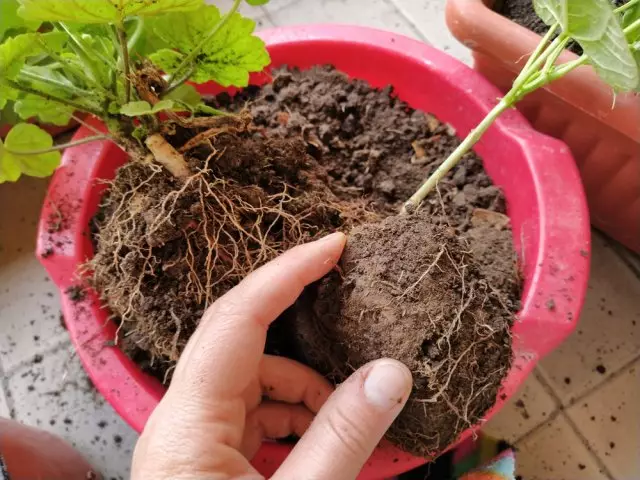 移植Pelargonia.