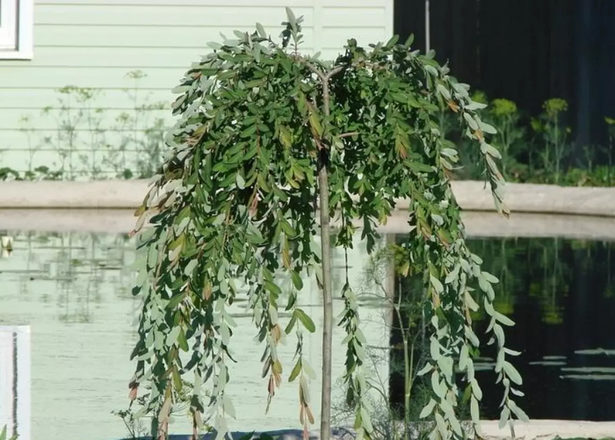 ಸ್ಟ್ರೈನ್ನಲ್ಲಿ ವಿಲೋ