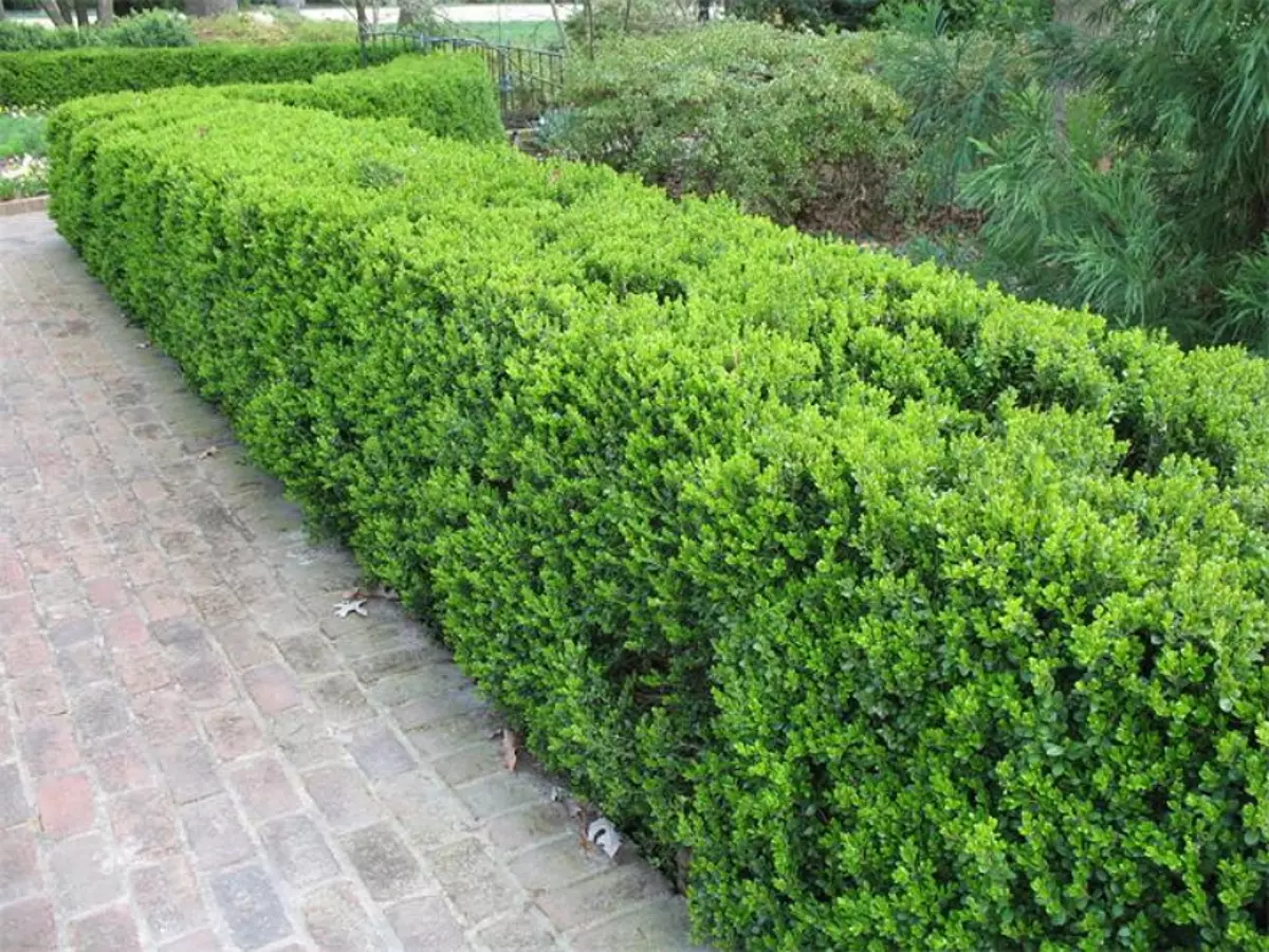 Hedge of Samsita