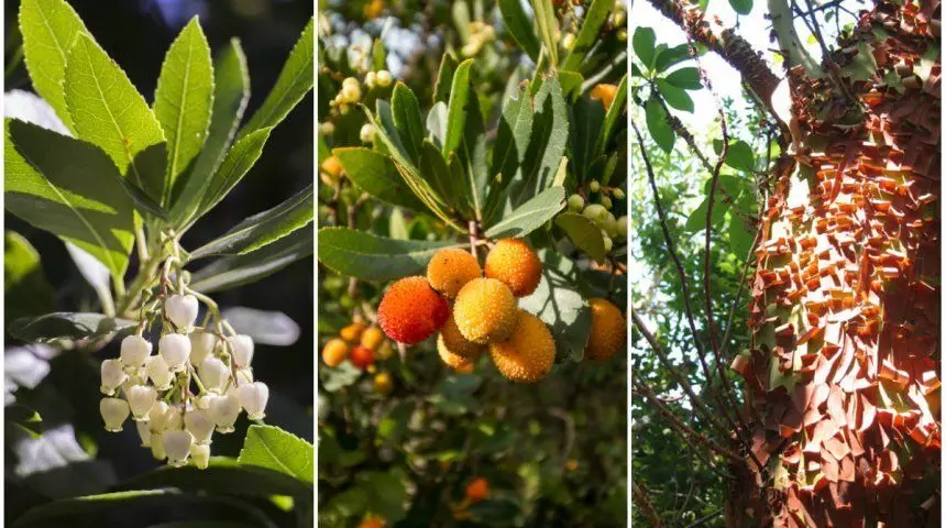 : Strawberry Tree.