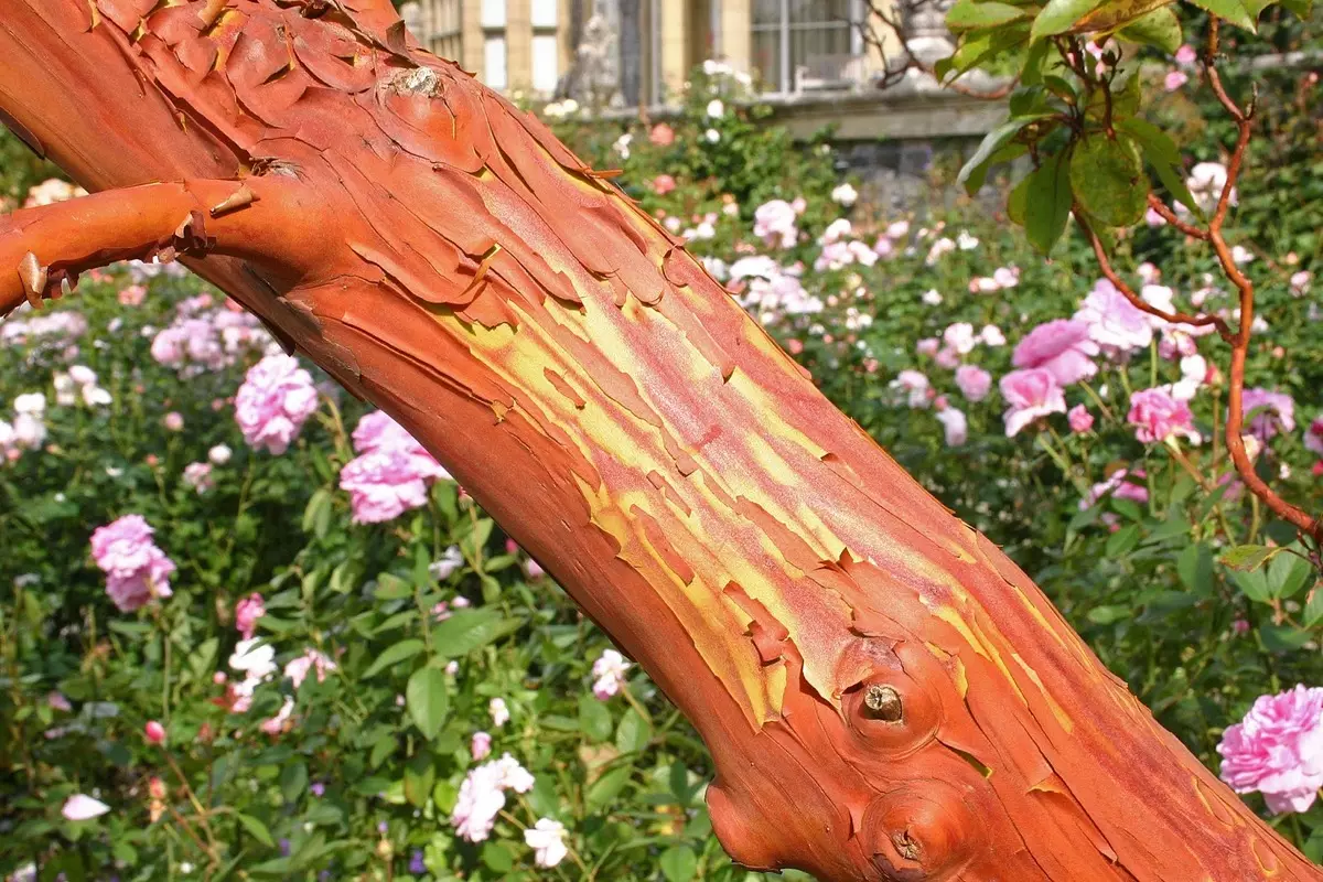 Bark of strawberry tree