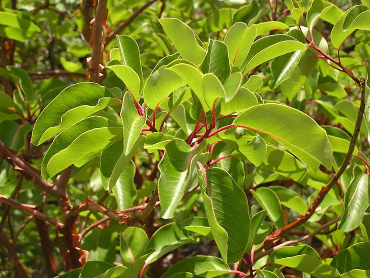 Leaves of the alarium