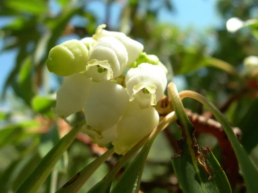 Strawberry flowers