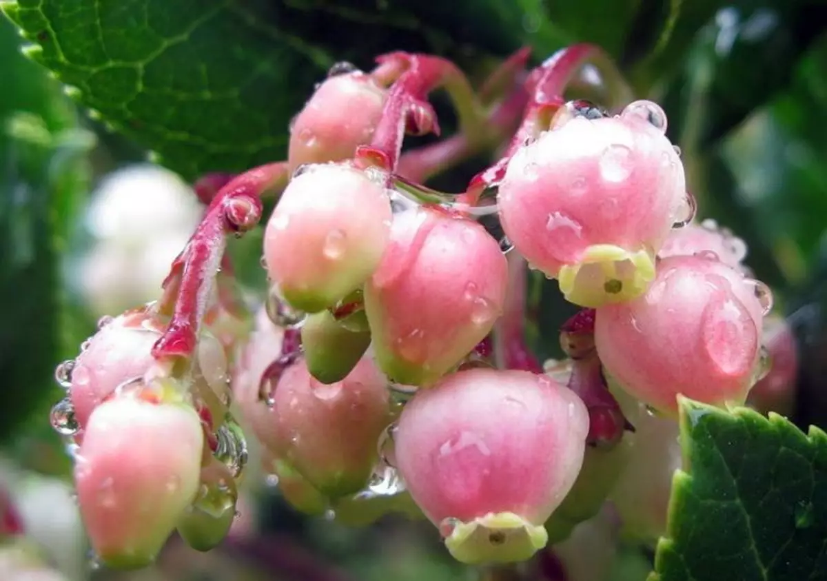 Blomster av jordbær tre