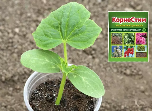 Na-etolite seedlings nke cucumbers n'ụlọ