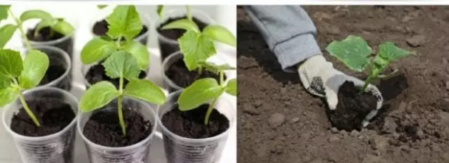 Cultivando plántulas de pepinos en casa.