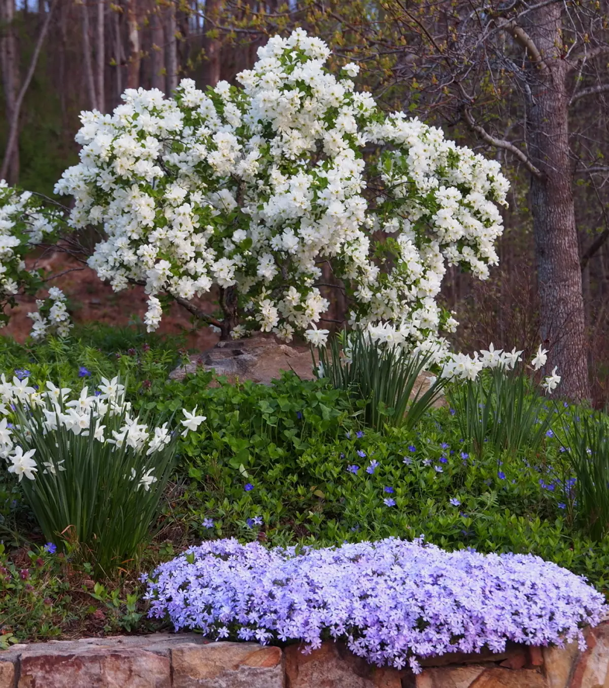 Ekhokhord y flores de primavera