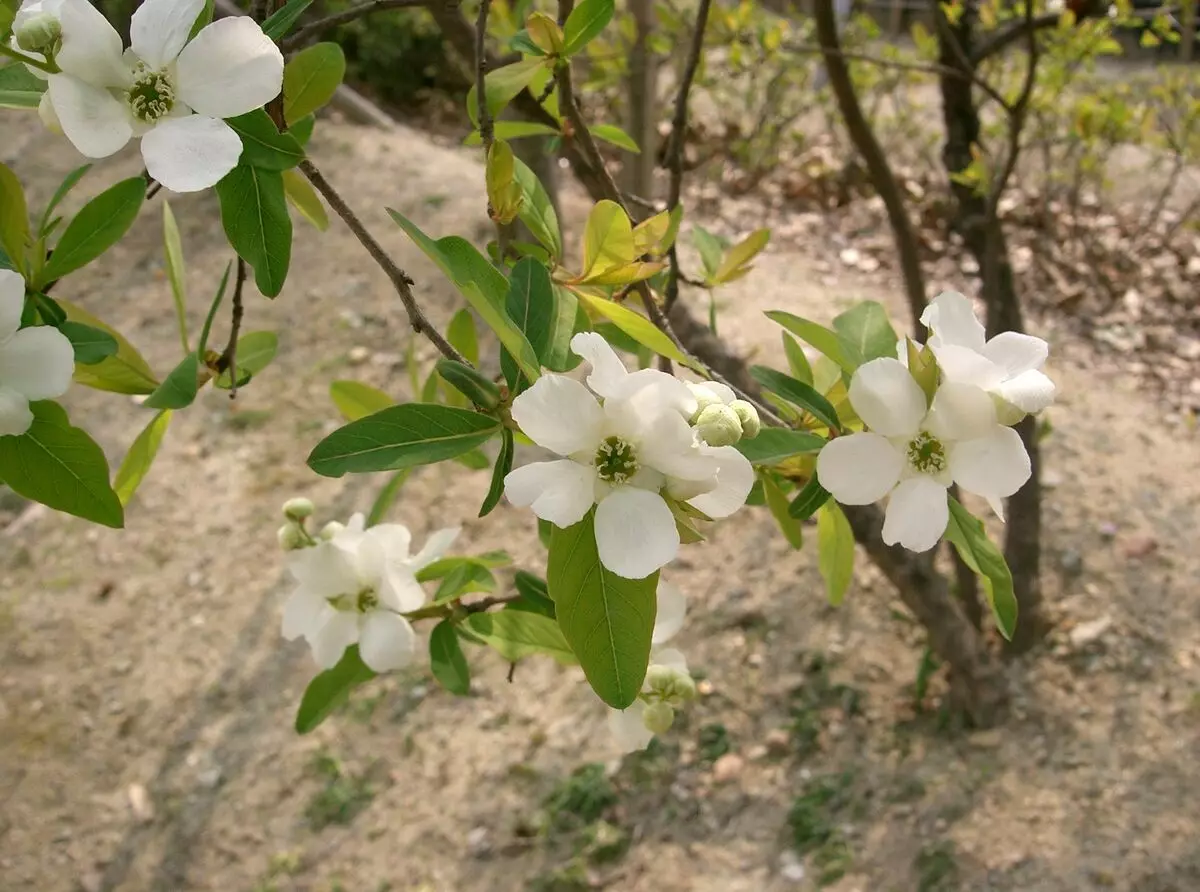 Blomster af Exokhorda.