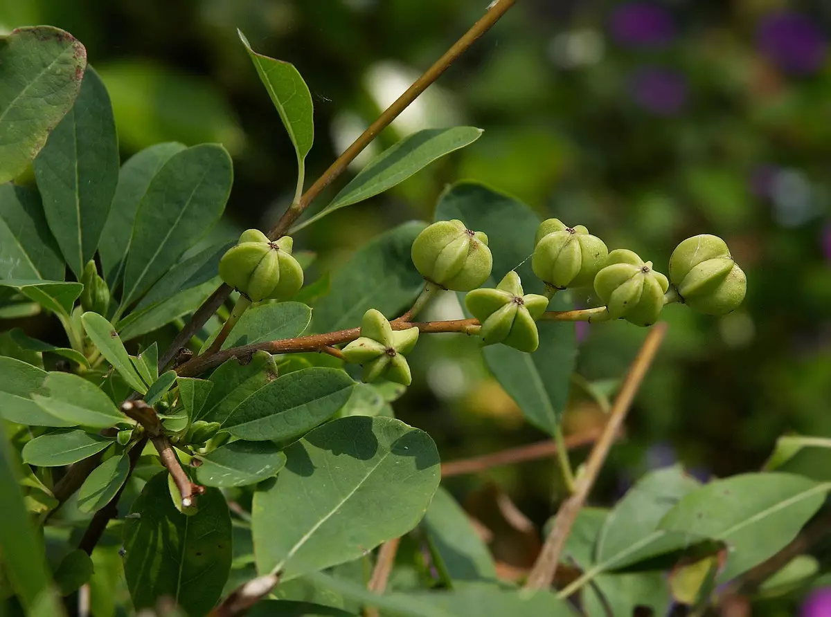 Frutos de exokhorda