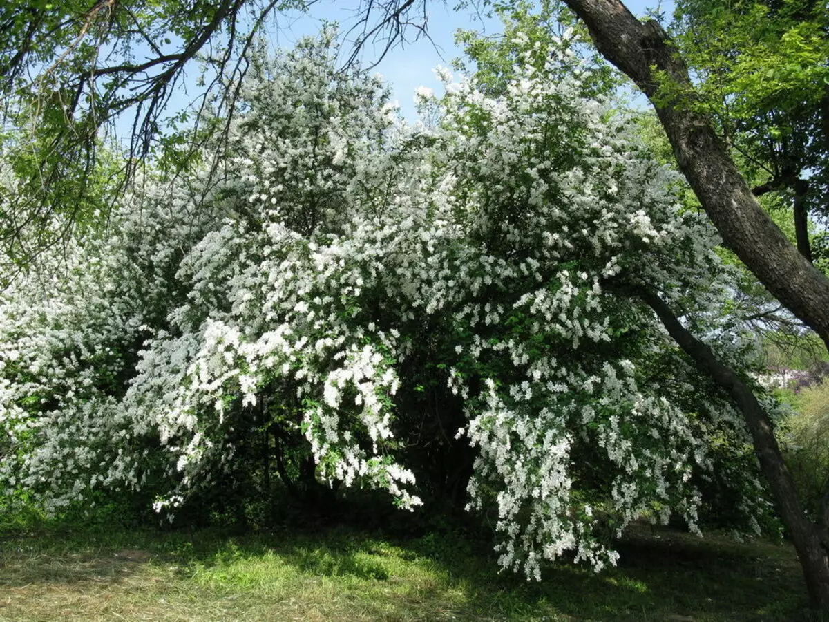 ಎಕ್ರೋವರ್ಡ್ ಡಿಜಿರಾಲ್ಡಾ