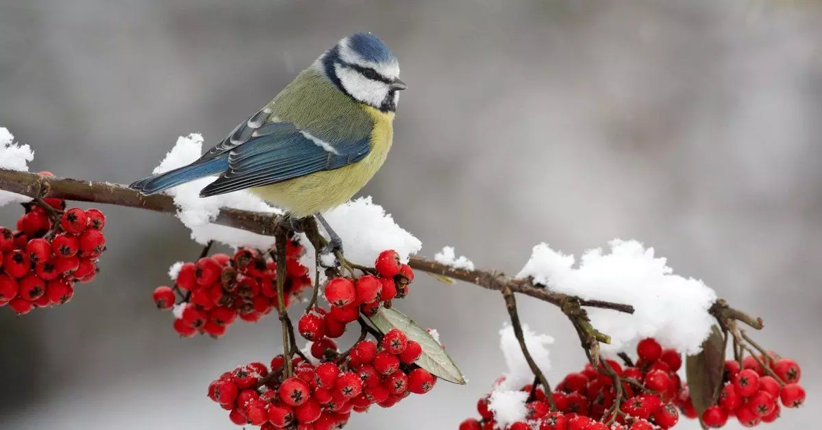 Hoe de tuin in de winter te versieren