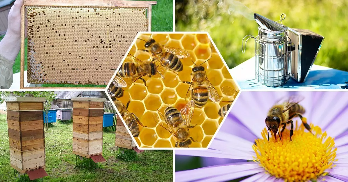 Giunsa paghimo ang usa ka apiary sa iyang site - usa ka espesyalista nga istorya