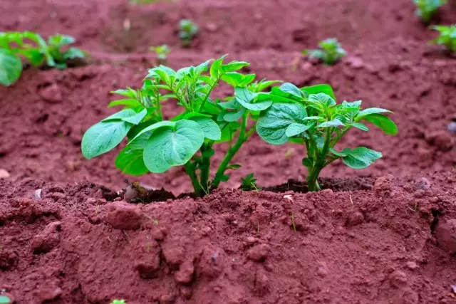 Waarom aardappelen zwarten na het koken en hoe het te vermijden