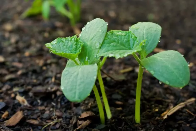 Seedling cucumbers