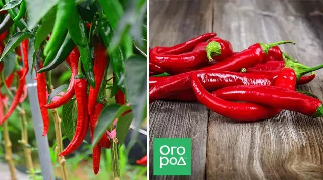 hot peppers