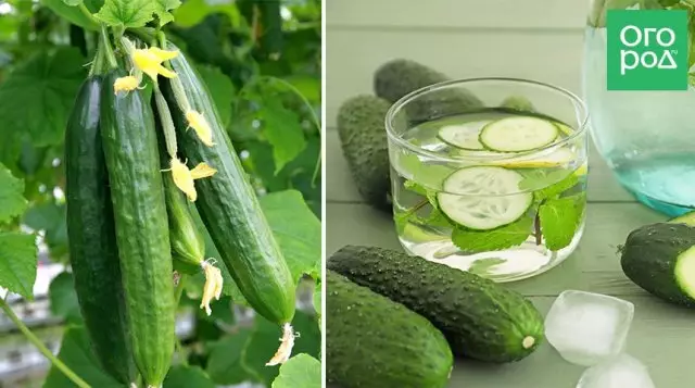 cucumber