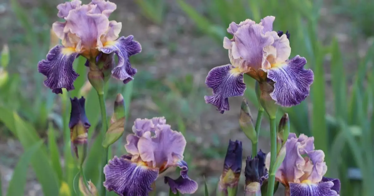 Jolay - Fotoana hamindrana ny Irises ao amin'ny zaridaina (Kilasy Master, Photo)