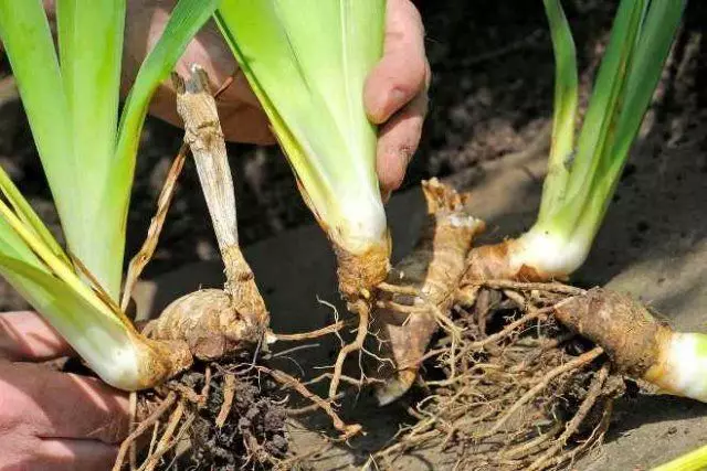 I-IRIS ngaphambi kokufika