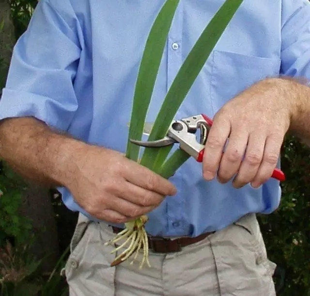 Trimming Iris.