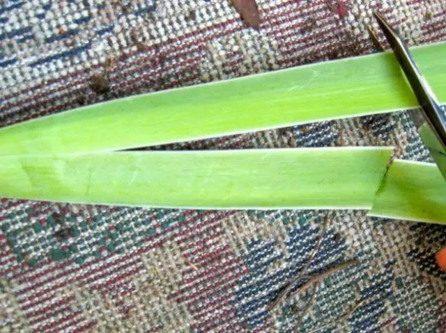 Trimming forlater iris.