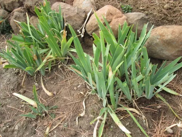 Irises kurubuga