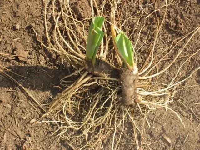 Planting irises