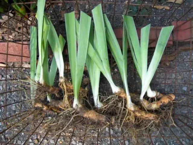 ಐಸಿಸೊವ್ ತಯಾರಿ