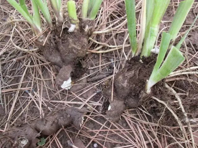 Juillet - Il est temps de transplanter des iris dans le jardin (classe de maître, photo) 7939_47