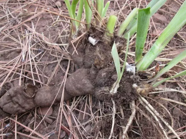 Јули - време за трансплантација на Irises во градината (мајстор класа, слика) 7939_49