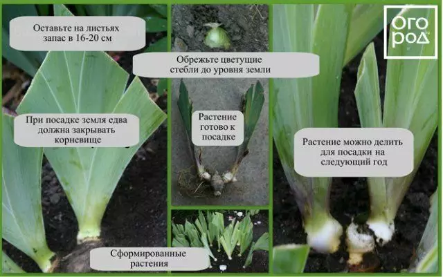 Fotó transzplantáció IRISOV