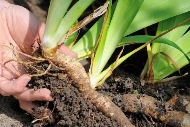 Planting iris i åpen jord