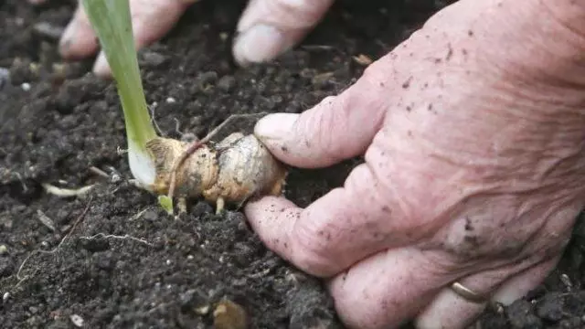 Rhizome Irises ennen laskeutumista