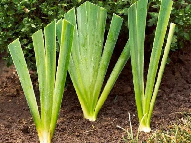 ಲೇಪಿತ ಕಣ್ಮರೆತನಗಳು