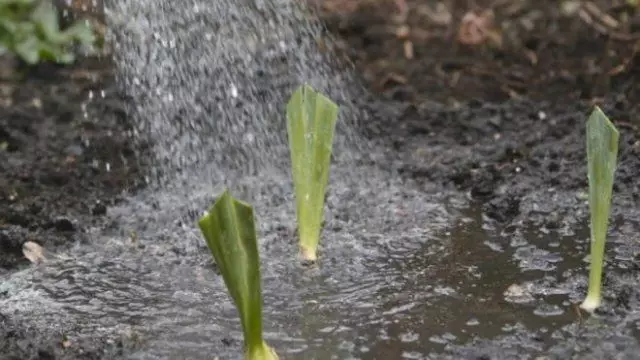 ഐറിസുകൾ എങ്ങനെ നടാം