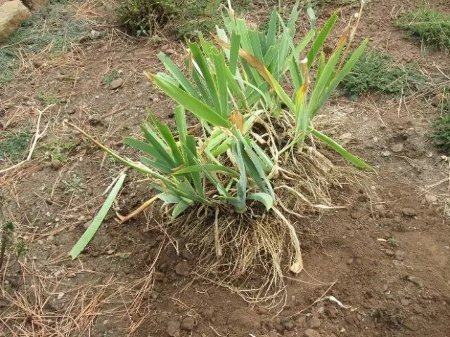 മുങ്ങിയ ബുഷ് ഐറിസ്.