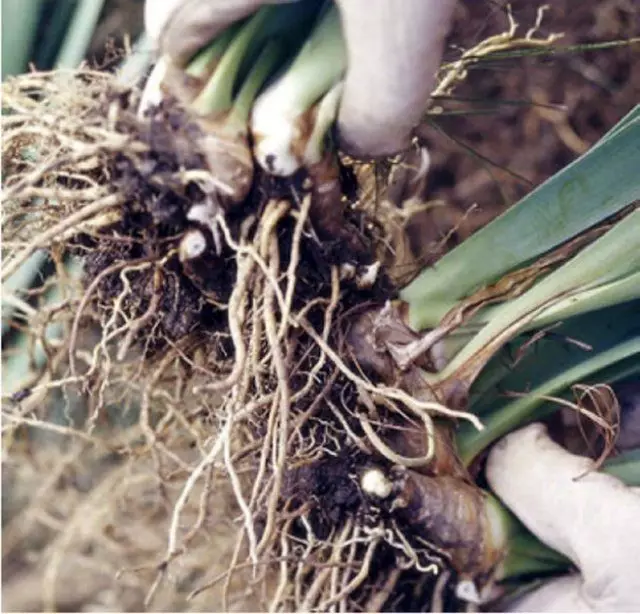 Rotsystem iris